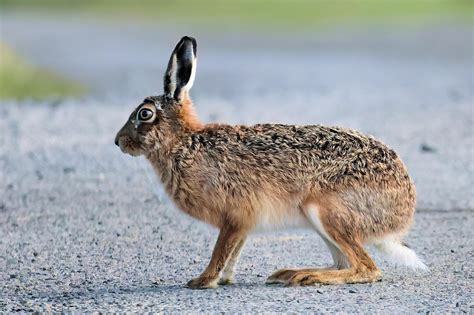 1000 Free Hare And Rabbit Images Pixabay