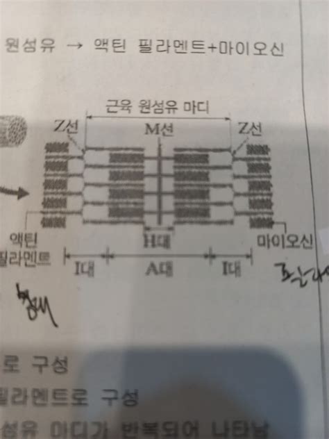고2 생1 근육 마이오신 필라멘트마이오신 개념 질문 지식in
