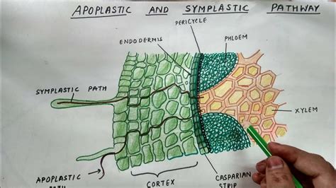 Apoplastic And Symplastic Pathwaydrawing Youtube