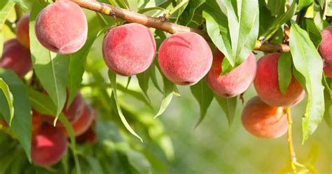 Best Varieties Of Peach Trees To Grow In Georgia