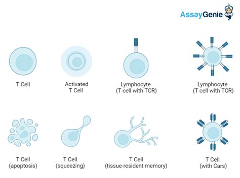 Regulatory T Cells