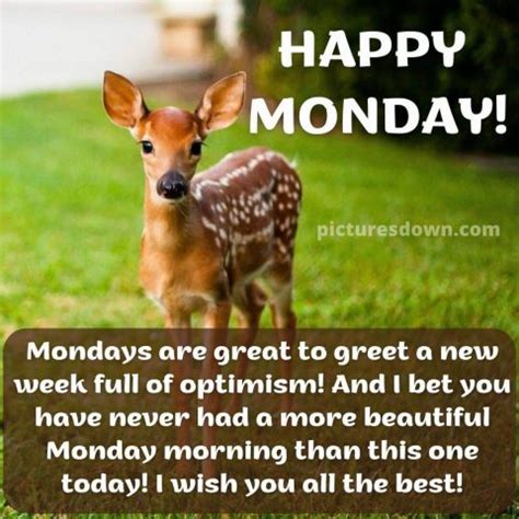 Happy Monday Image Roe Deer Free