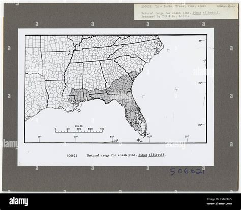 Tree Identification Pine Slash Photographs Relating To National