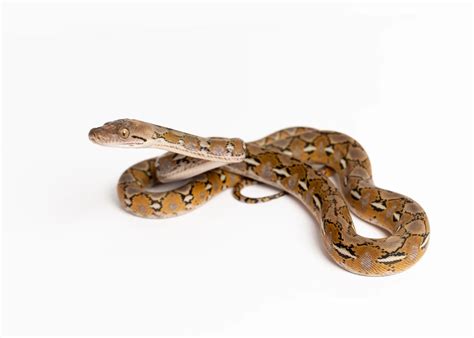 Kayuadi Super Dwarf Reticulated Python Traits Morphpedia