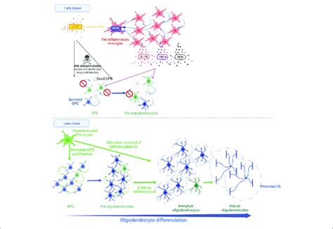 Schematic Representation Of Systemic LPS Action On OL Lineage In The