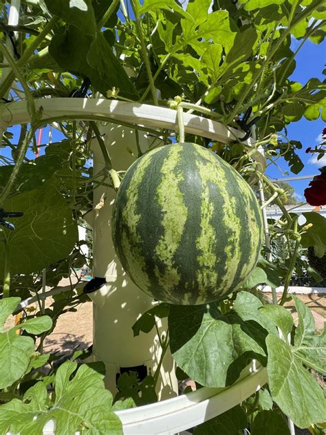 Discover What Can Be Grown In A Tower Garden