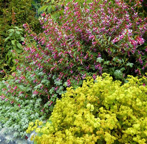 Summer 2020 — California Landscape Design