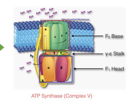 Complex V Atp Synthase Here Here