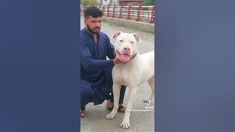 Xxxl Pitbull Pitbull Americanbully Pitbullpitbull Youtube