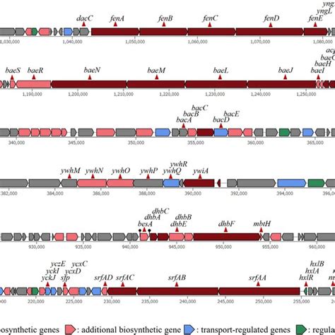 The Known Secondary Metabolite Core Gene Clusters Identified In Download Scientific Diagram