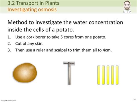 Igcse Plant Transport