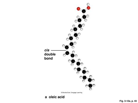 Molecules Of Life Chapter 3 Part Ppt Download