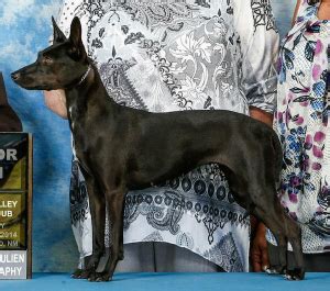 The Hairless Dog With A Gene For Hair