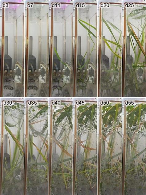 国际首次！中国空间站种出的水稻种子长这样