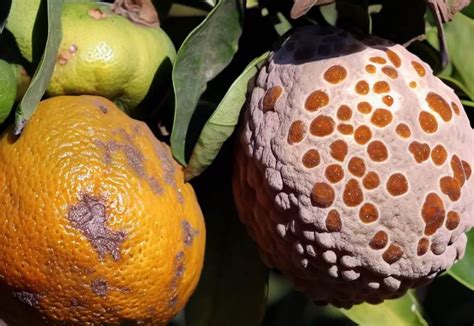 Phage Mediated Biocontrol Of Phytopathogens The Phage