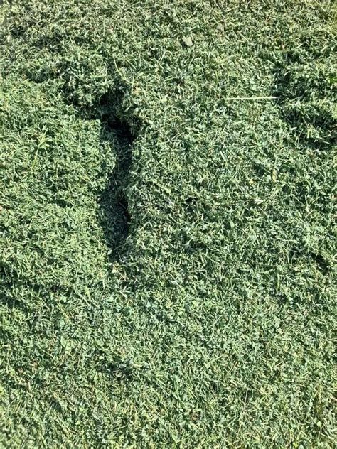 Dry Cutting Alfalfa Hay Grass Packaging Type Pp Bags 30kg And 50kg Bales At ₹ 75kg In Sojat