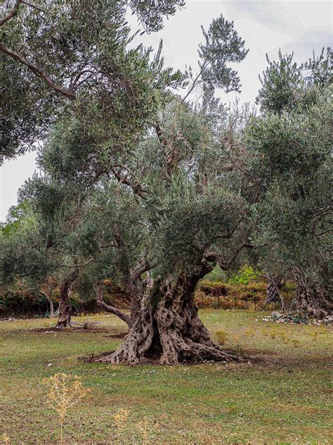 The Guardians Of The North The Ancient Olive Trees Of Trás Os Montes