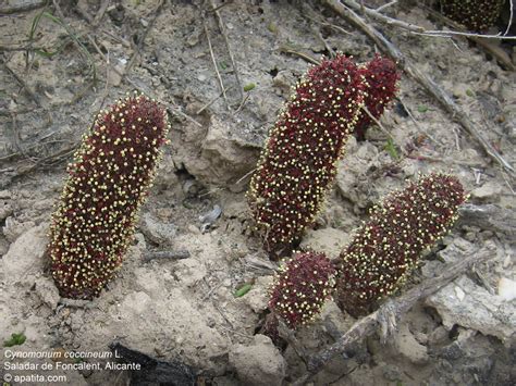 Cynomorium Coccineum