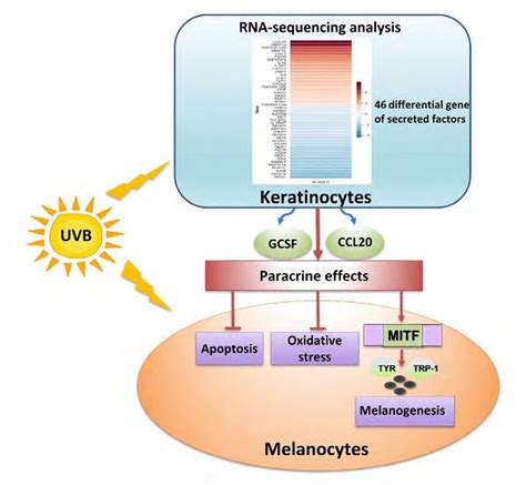 Keratinocyte Derived Paracrine Factors Regulate Stress Response Of Melanocytes To Uvb Biorxiv