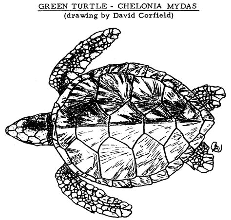 Turtle Shell Sketch At Explore Collection Of Turtle Shell Sketch