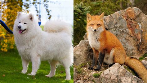 Dog Breed Fox First Ever Dog Fox Hybrid Discovered In The Wild