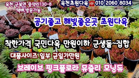 옥천초원다육 대품사이즈일부균일가1만🌼한달동안 준비해주신~착한다육군생🌼덴트라쨈 아라베스크 월셔 라즈아가 트윙클스타