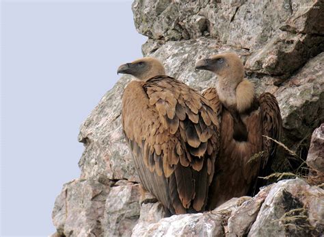 Fotosricardo H Buitre Leonado I Griffon Vulture I