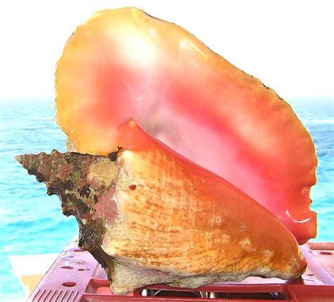 Conch Shell Regulations Florida