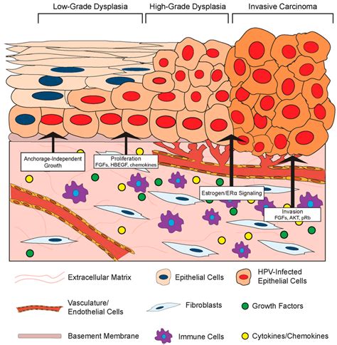 Hpv Virus Diagram