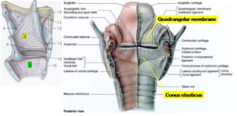 Conus Elasticus Quadrangular Membrane