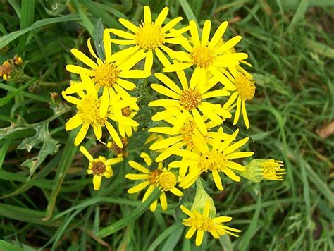 Common Ragwort Sirhowy Hill Woodlands