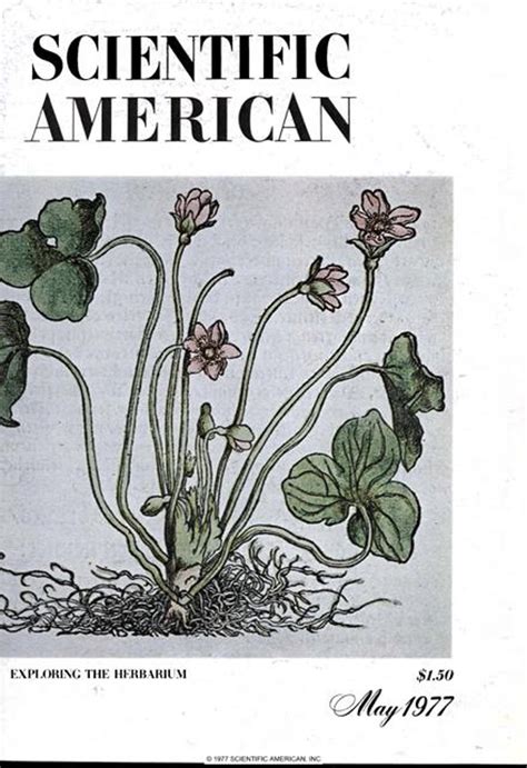 Ramapithecus Scientific American