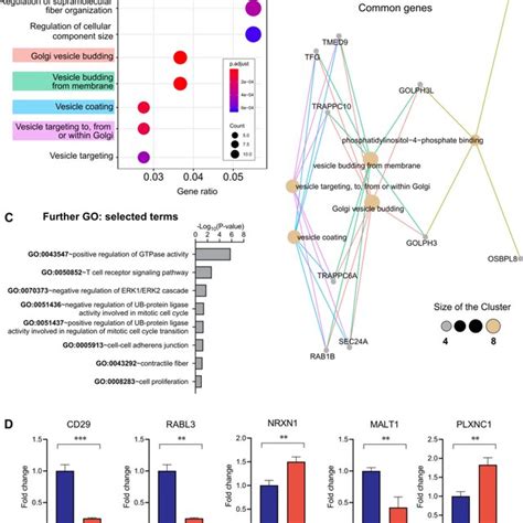 Transcriptomics Analysis Of Cells Incubated With Extracellular Vesicles