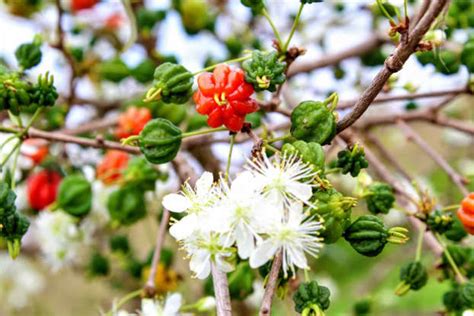 세계에서 가장 이상하게 생긴 과일 혹은 채소 30가지