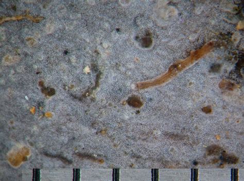 Hyphoderma Obtusiforme · Inaturalist