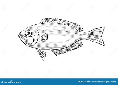 Hawaiian Bigeye Priacanthus Meeki Or Ula Lau Au Hawaii Fish Cartoon