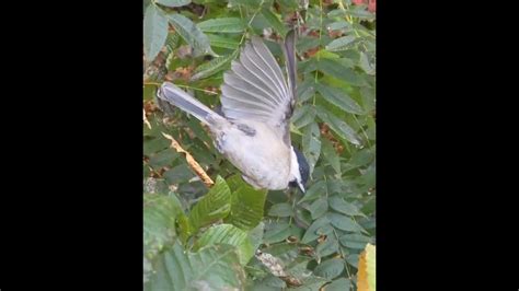 세상에 이런일이 거미줄에 걸린 박새 쇠박새 거미줄 Youtube