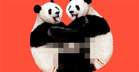 Lousy Libidos Why Do Pandas Have So Babe Sex The New York Times