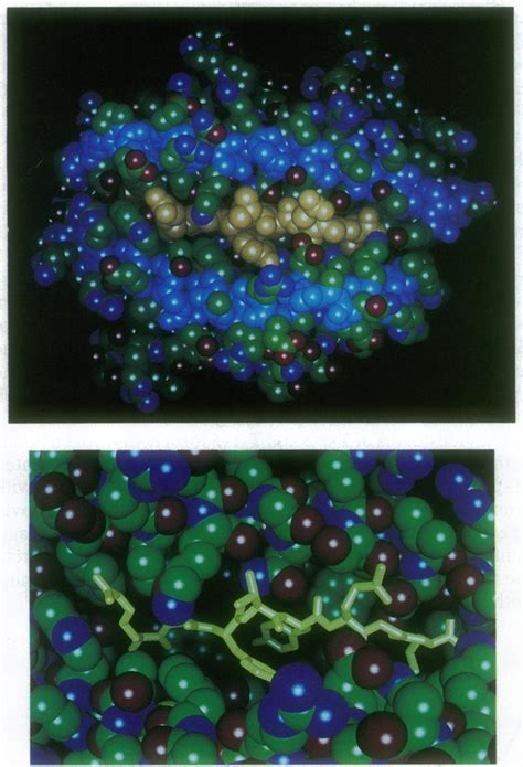 Upper Cpk Representation Of The H 2kb Fpeptide Complex Illustrating Download Scientific