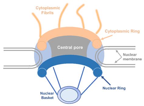 The Rules And Functions Of Nucleocytoplasmic Shuttling Proteins