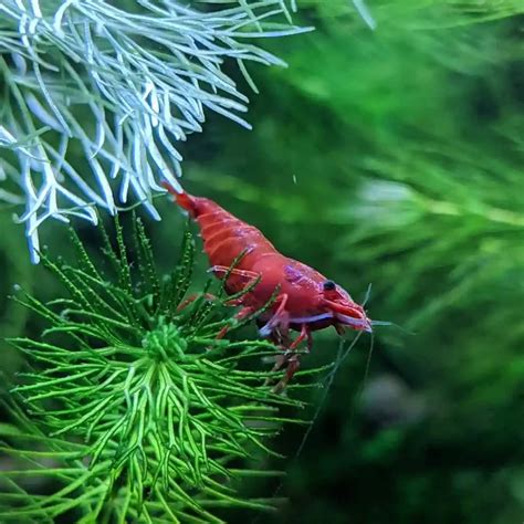 Hornwort Care Guide Floating Planting Growth And Tank Benefits Oceanbitez