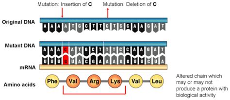 Deletion Mutation Effects