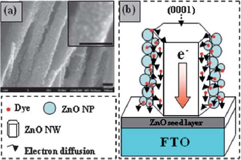 Zno Nanoparticle Nanowire Array Hybrid Photoelectrode For Dsc A