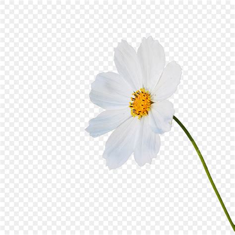 섬세 한 흰색 코스모스 꽃 일러스트 격리 된 투명 배경 일러스트잎 하얀 꽃 외딴 Png 일러스트 및 Psd 이미지 무료 다운로드 Pngtree