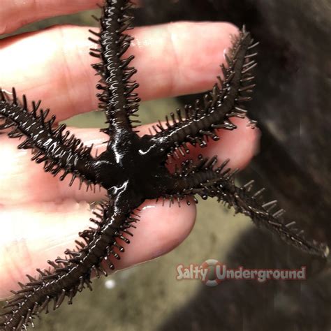 Brittle Starfish Black At Donna Champion Blog