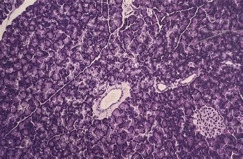 Unit 3 Histology Of Accessory Glands Flashcards Quizlet