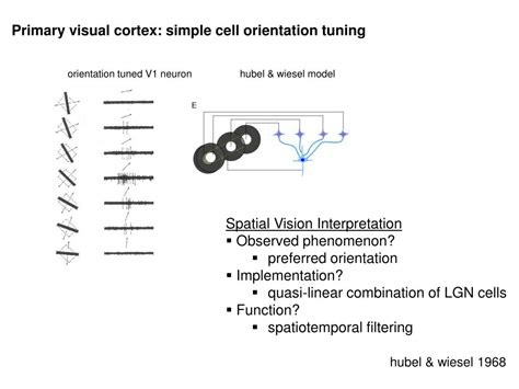 Ppt Cortical Circuits For Vision Powerpoint Presentation Free