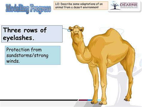 Week 2 Lesson 3 Camel Adaptations Ppt Goals Pptx