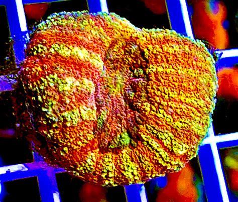 Red Yellow Polyp Lobophyllia Violet Aquarium