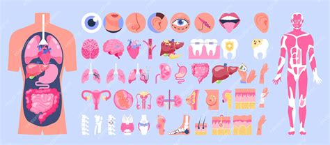 인체 해부학 세트입니다 내부 장기 피부 뼈 및 근육 세트가 있는 신체 그림 인체 시스템 의학 및 과학 인포 그래픽 또는 생성자 평면 벡터 일러스트 레이 션
